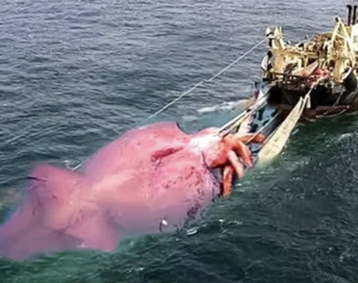 Incredible Encounter: American Fishermen’s Boat Collides with Enormous ...