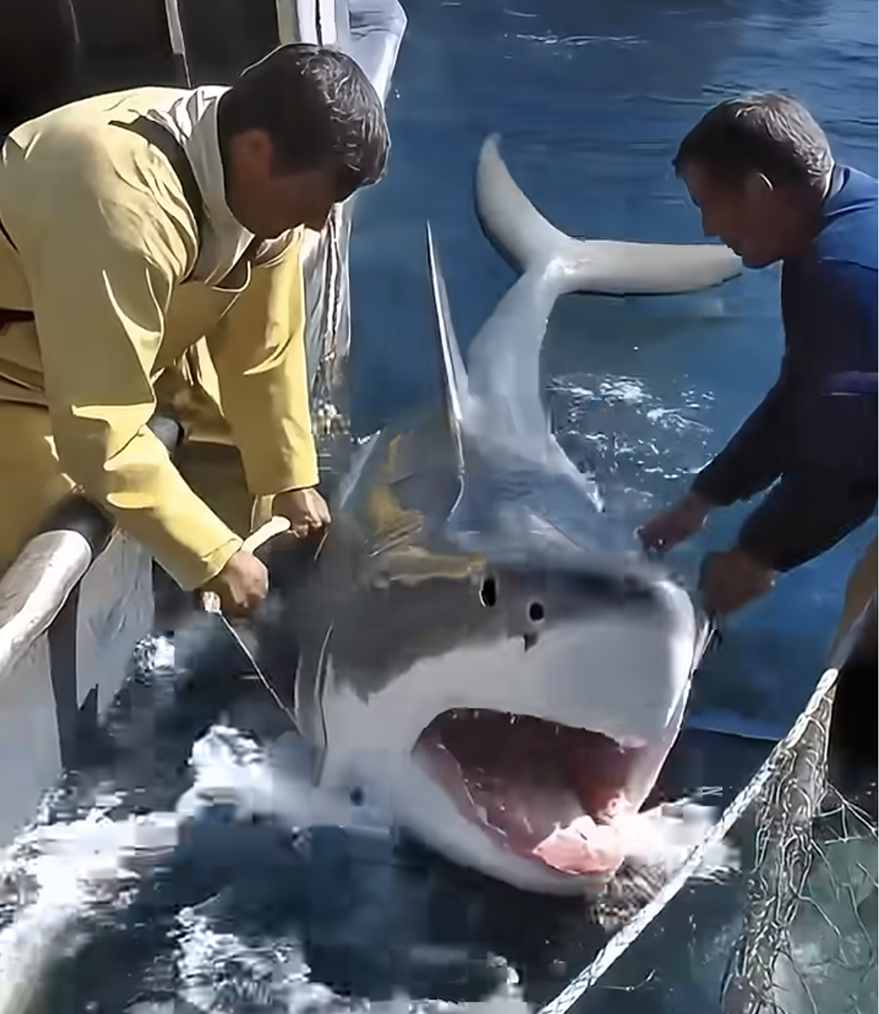 They Tried to Rescue the Shark… But Seconds Later, It Did the ...