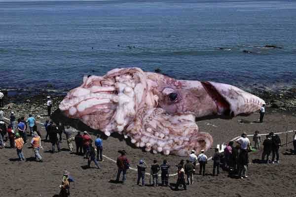 Groundbreaking Discovery in the U.S.: Largest Octopus in Decades, a ...